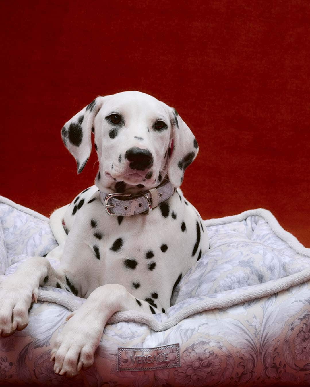 Luxury Pet Accessories: Designer Dog Collars, Clothes | VERSACE US